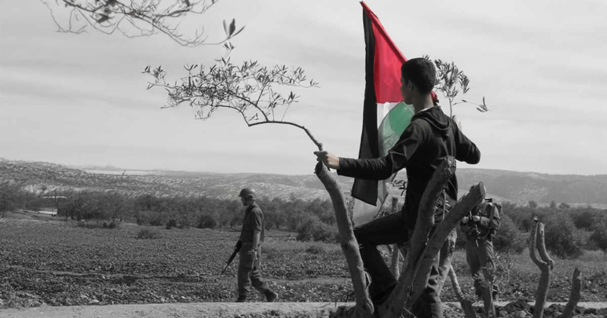 The olive trees of the West Bank cried too | Al Manassa