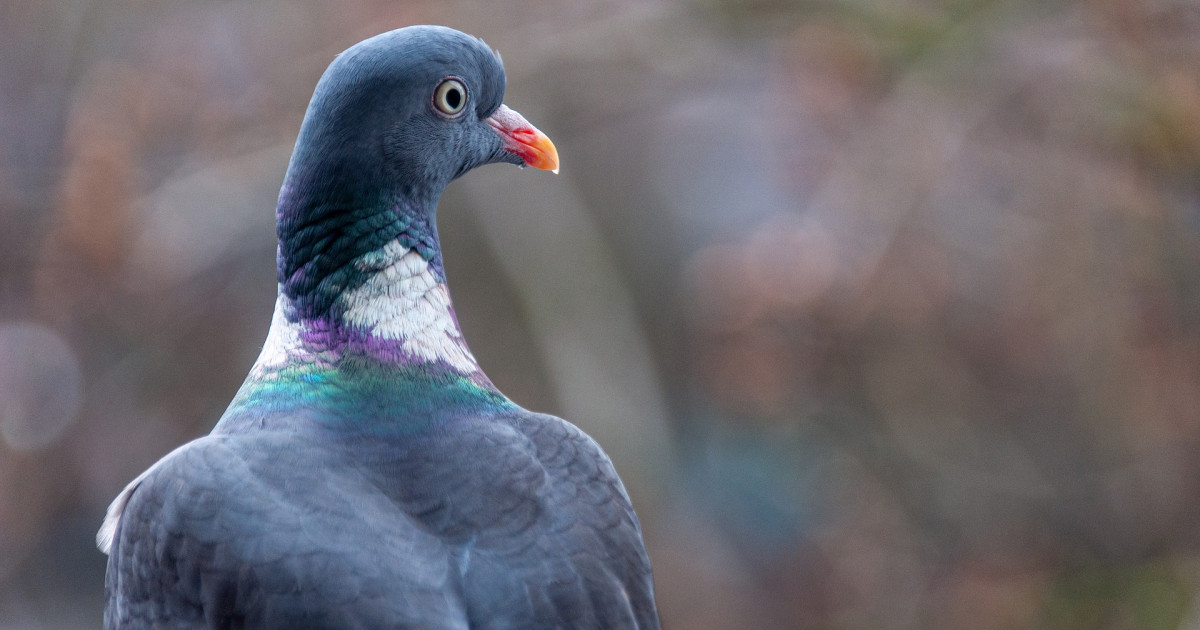 مسافات مطوية داخل صوت الحمَام | المنصة